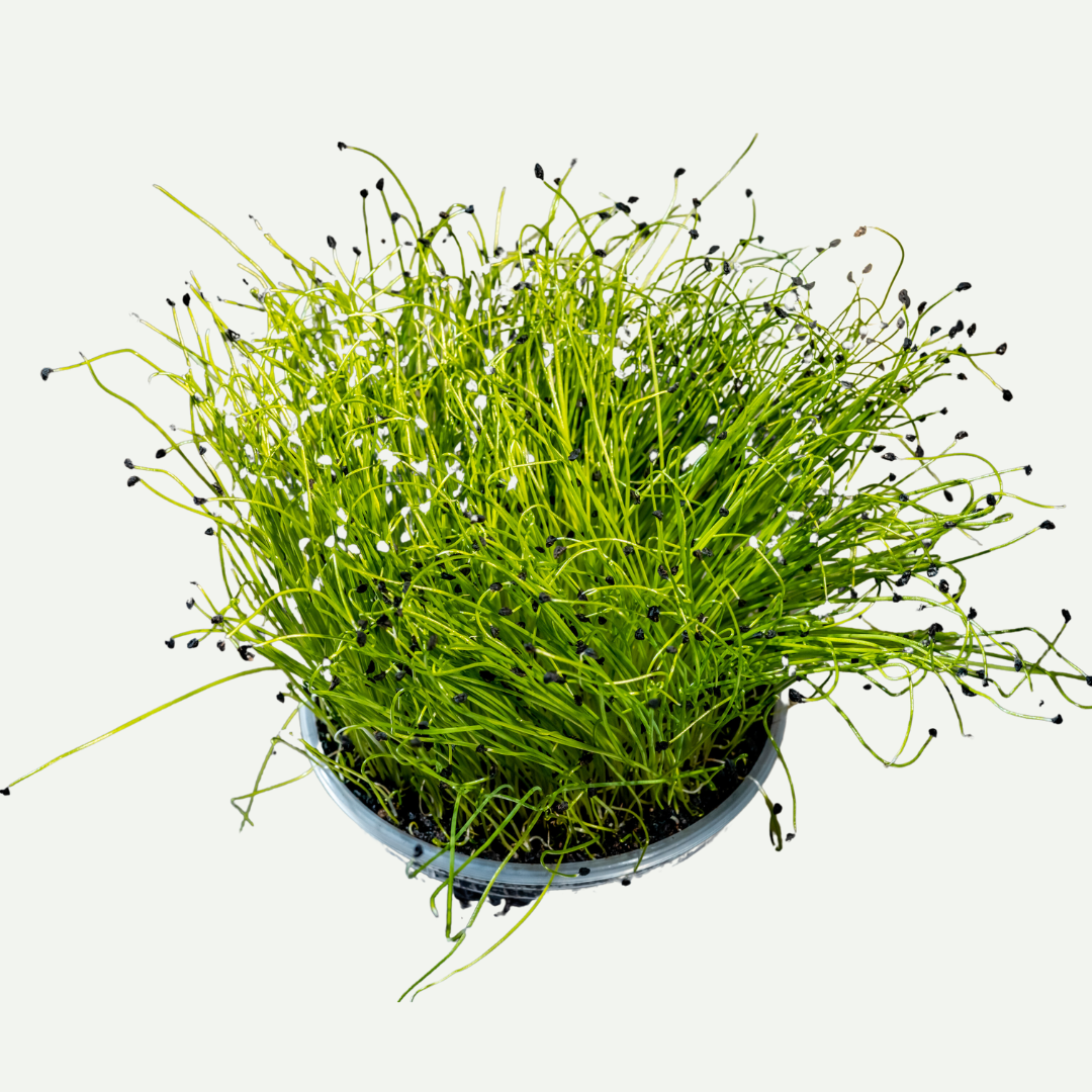 Living Trays – Dusty Goat Farm Living Foods MA